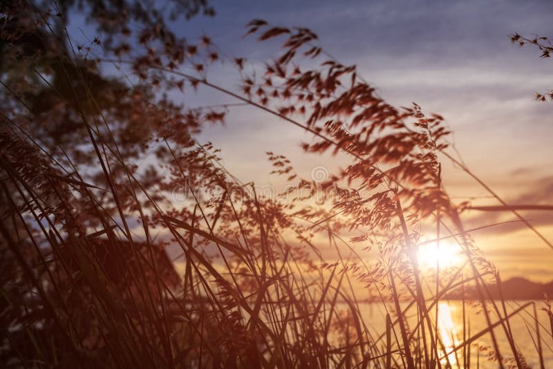 Sunset and grass stock photo. Image of ripples, shore - 87531526