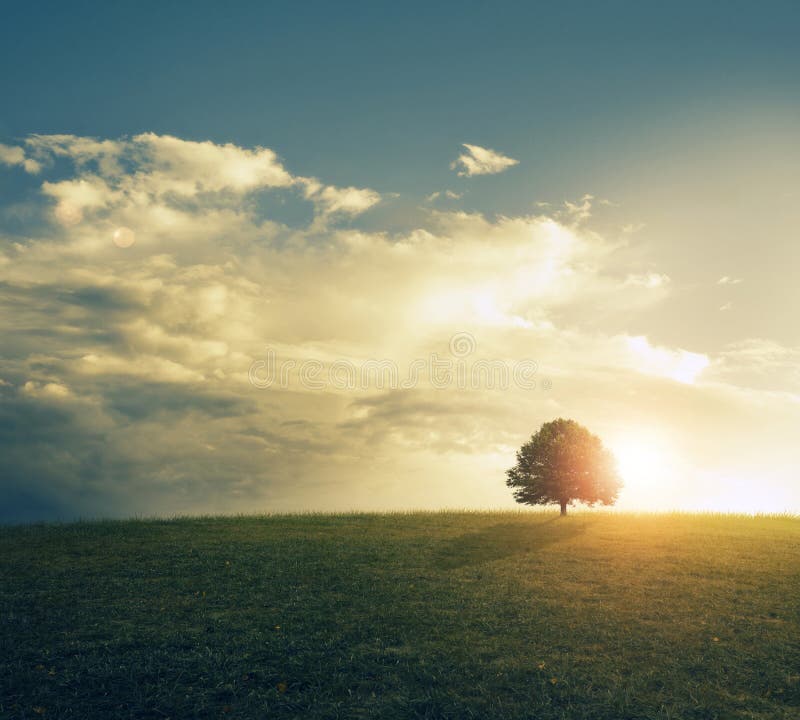 Grassy field sunset stock image. Image of paradise, mountain - 26779617