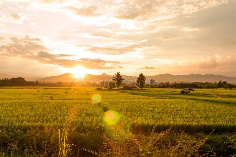 The Green Paddy Rice Field with Banana Trees in West Java, Indonesia ...