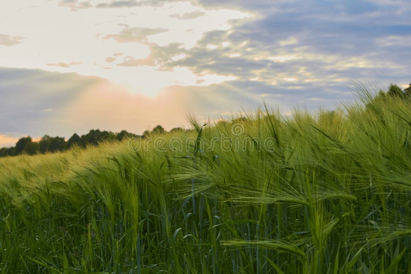 Sunset on Green Rye,field of Green Rye at Sunset, Ukrainian Rye Grows ...
