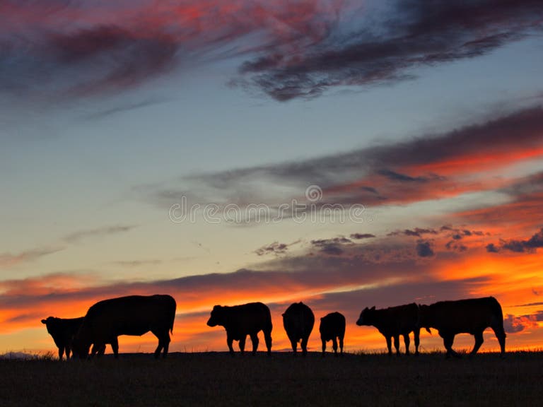 16,108 Cattle Sunset Stock Photos - Free & Royalty-Free Stock Photos ...