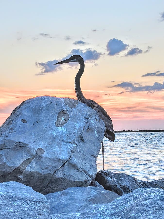 Sunset Heron stock image. Image of heron, sunset, watching - 128434405