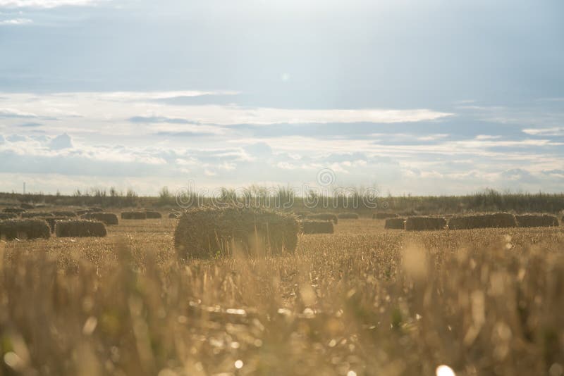 Sunset Hey Summer Field Farm Stock Photo - Image of sunflower, yellow ...