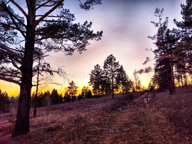 Sunset Hike through a Forest Trail with Silhouetted Trees in the ...