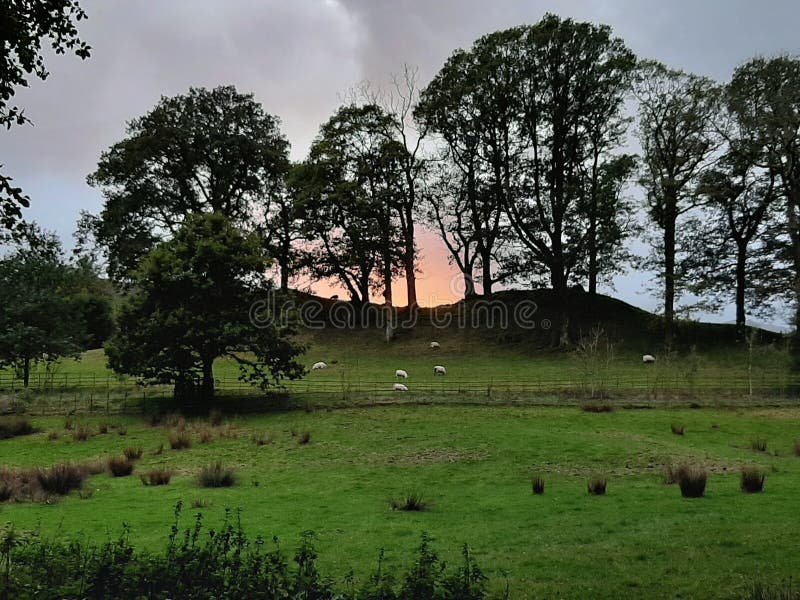 Sunset on a Hill with Sheep and Trees Stock Image - Image of time ...