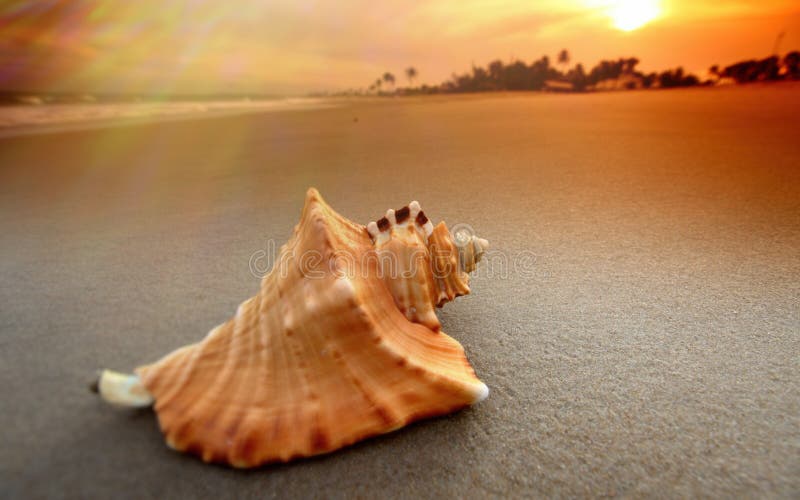 Sunset Image on the Beach with Focus on a Shell Stock Photo - Image of ...