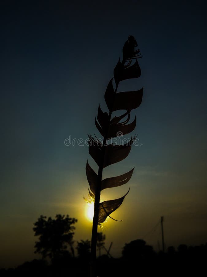 Sunset Image Using Bird Feather. Stock Image - Image of feather, bird ...