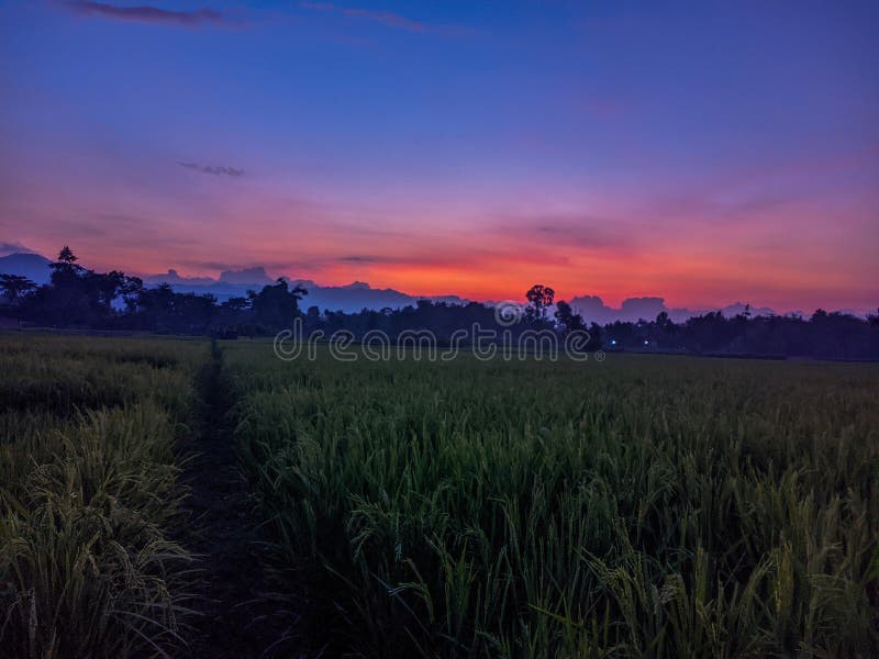 Sunset in Indonesia stock photo. Image of rice, tree - 221921850