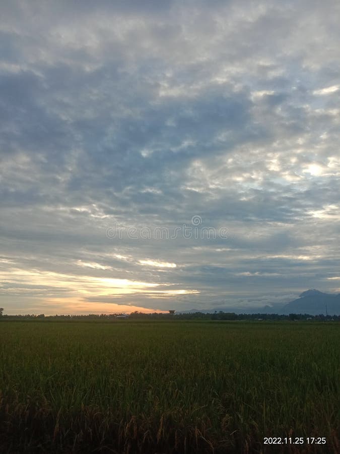 Sunset in Indonesian Rice Fields Stock Image - Image of sunset, rice ...