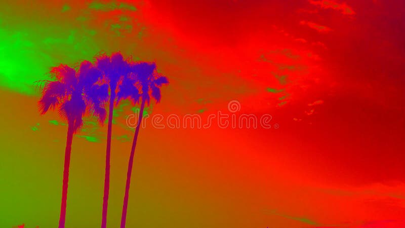 Sunset stock image. Image of sunset, infrared, palm, tree - 73653369