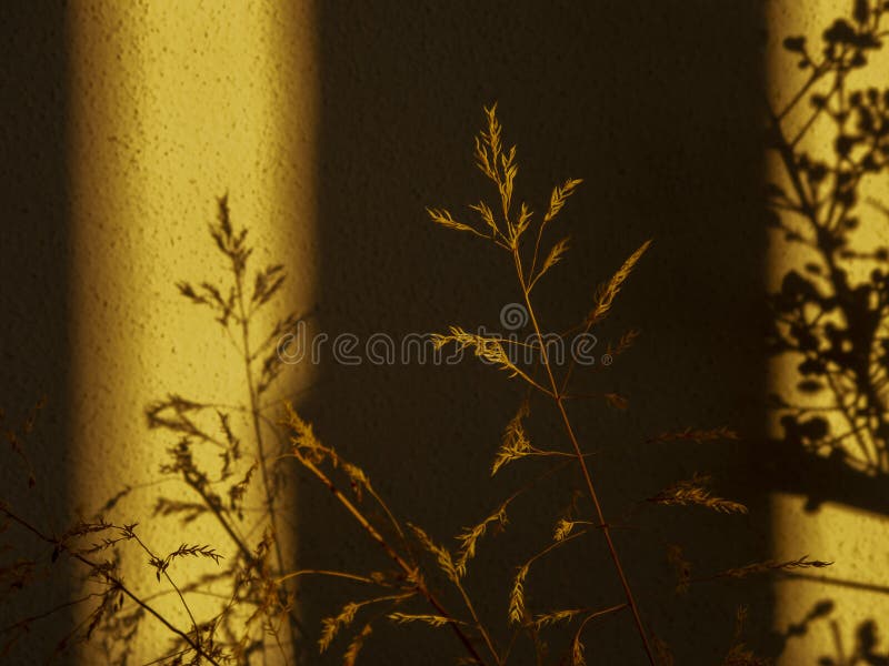 Sunset in Interior - Plants and Shadows at Home Stock Photo - Image of ...