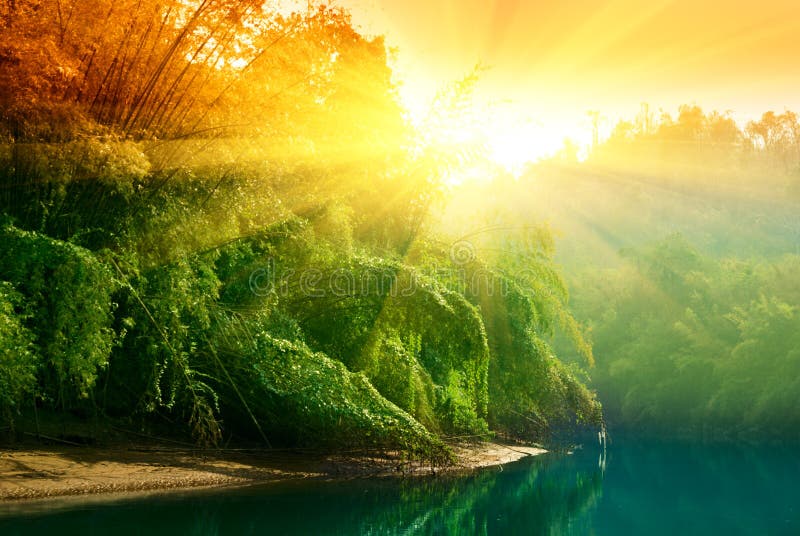Sunset in jungle stock image. Image of stream, beautiful - 9295453