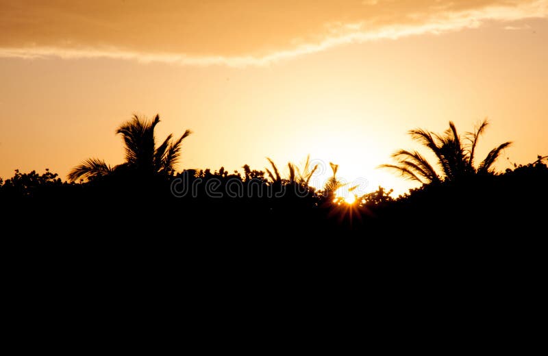 Sunset in the jungle stock photo. Image of night, forest - 38940224