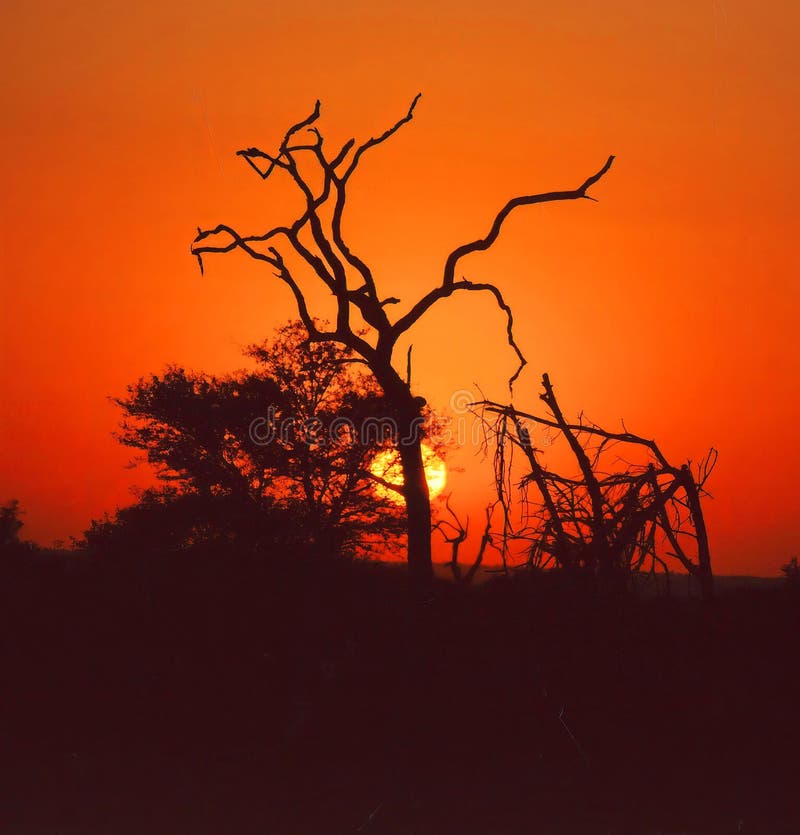 Sunset at Kruger Park South Africa Stock Image - Image of ecology ...