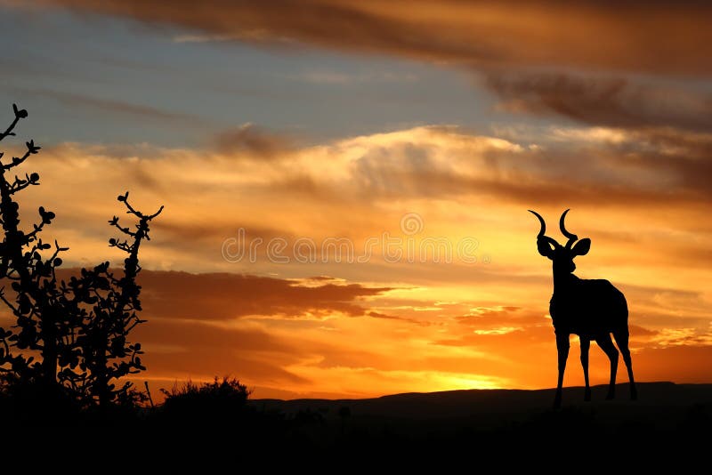 Kudu stock photo. Image of male, horn, herbivore, conservation - 4735218