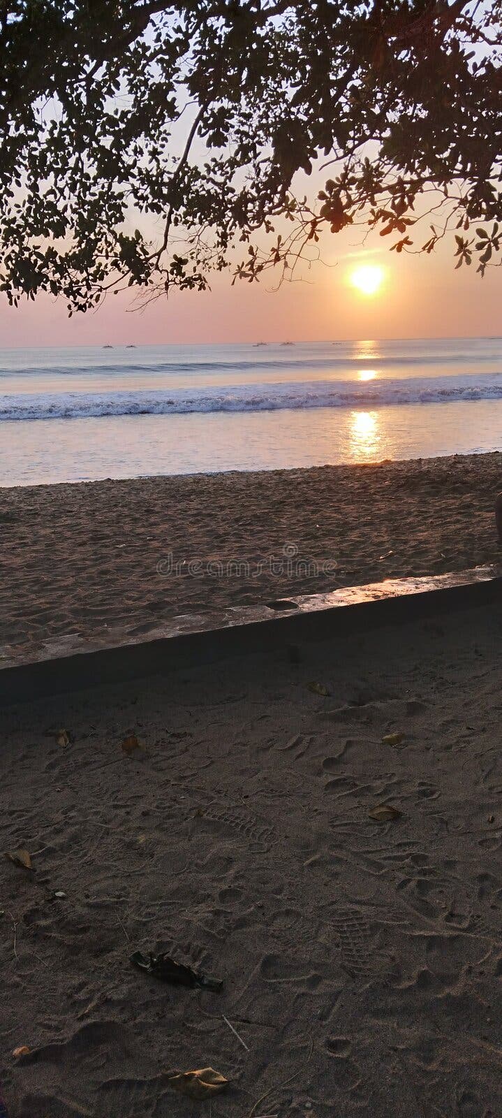 Lagundi Png Stock Photos - Free & Royalty-Free Stock Photos from Dreamstime