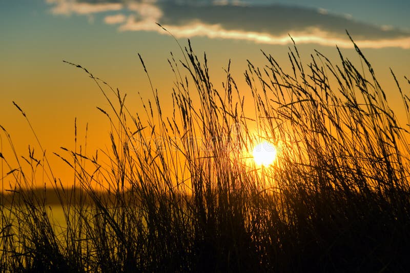 Reed sunset stock image. Image of beautiful, river, lake - 24019007
