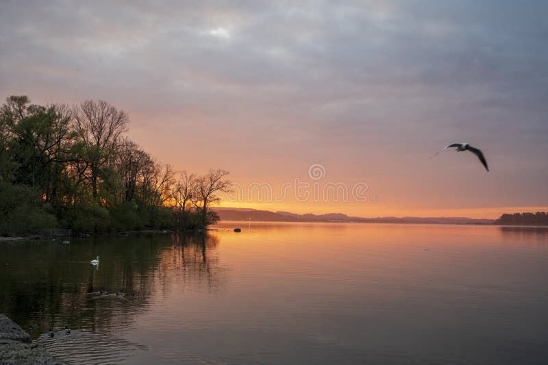 Sunset by the Lake with Birds Stock Image - Image of lake, atmosphere ...