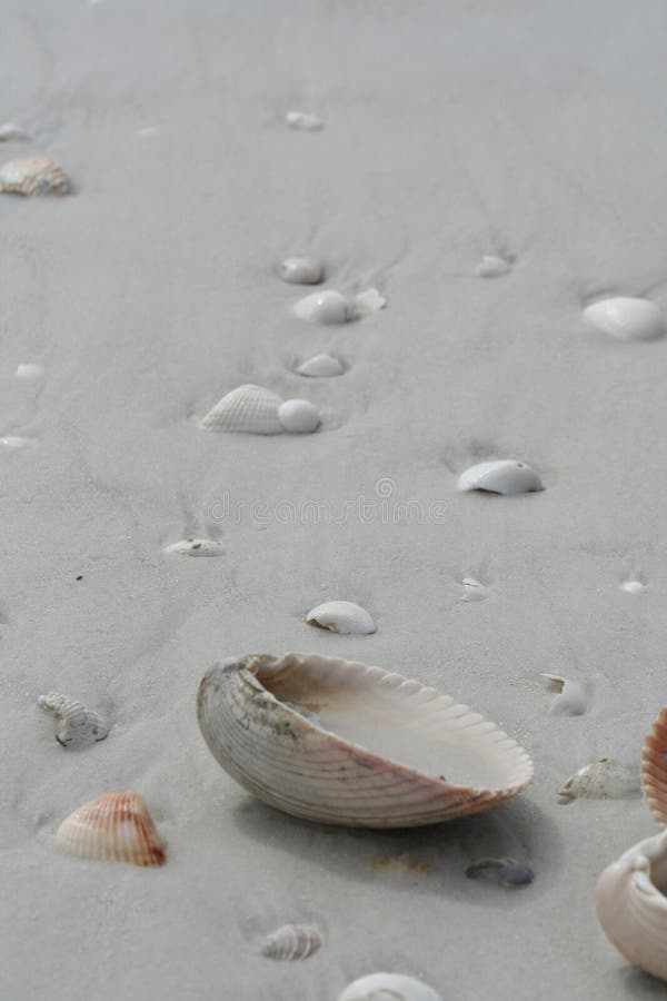 Sunset on a lake stock photo. Image of shell, smooth - 49037434