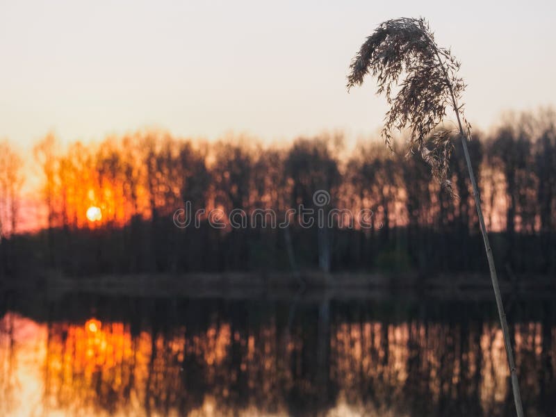 Sunset on the Lake. There is a Forest in the Distance Stock Image ...