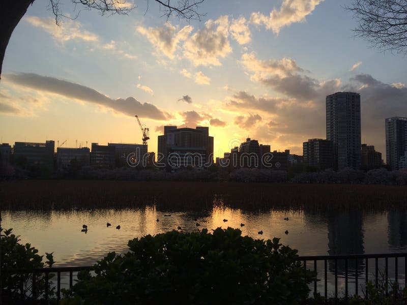 Sunset Japan editorial photo. Image of trees, sunset - 106954976