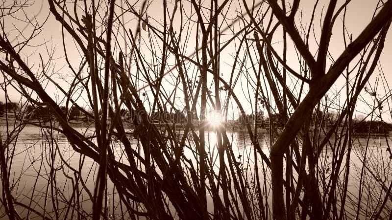 Sunset between branches stock photo. Image of calming - 136550828