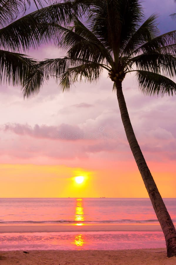 Sunset Landscape stock image. Image of palm, scenic, coast - 47695907