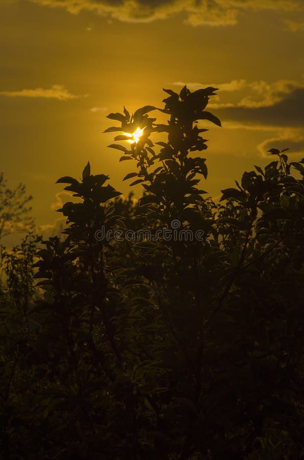 Sunset stock photo. Image of orange, flower, tree, plant - 71091900