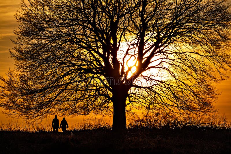 Sunset big tree and people stock photo. Image of nature - 233605780