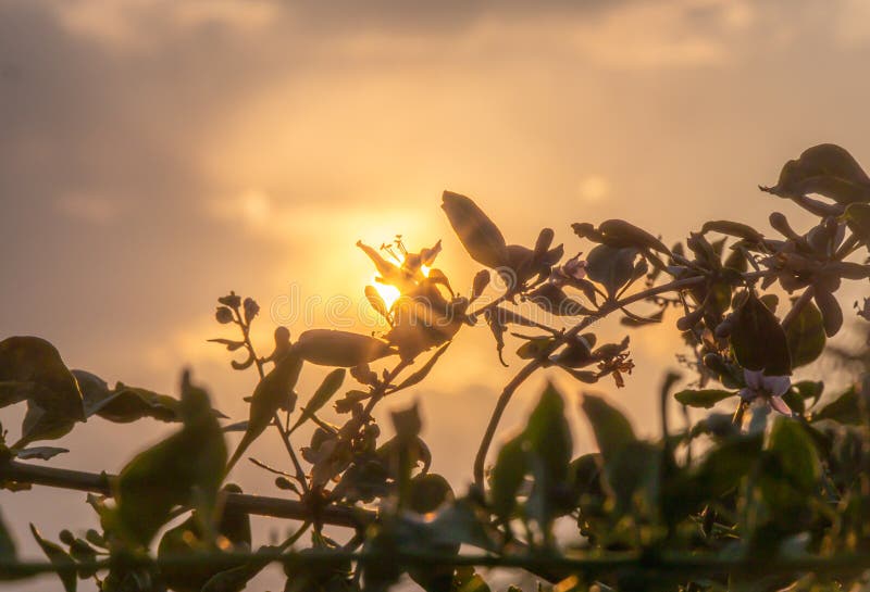 Sunset Leaves Bush Sun Light Stock Image - Image of green, foliage ...