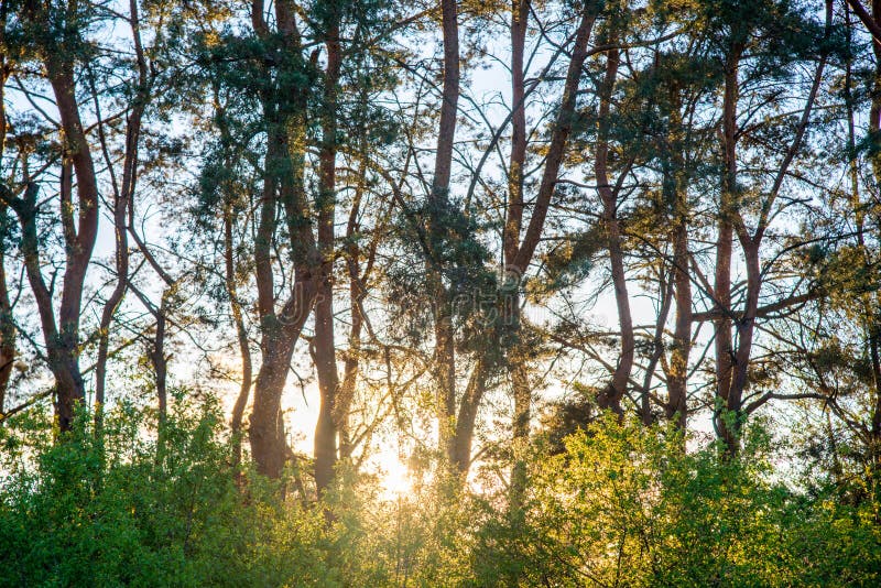 Sundown forest landscape stock image. Image of sunlight - 147910443