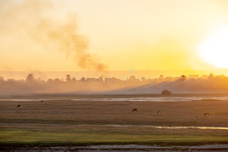 Sunset Light Over Nile River Farm Animals Stock Photos - Free & Royalty ...