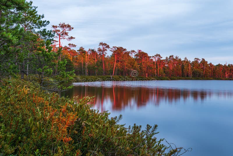 Sunset Light Paints Pine Trees Red Stock Photo - Image of environment ...