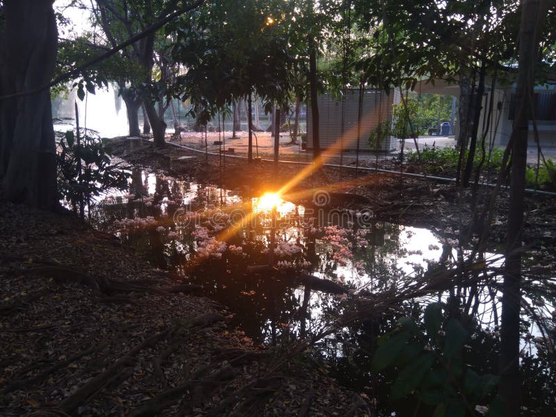 Sunset Reflect Light on Water in the Park Stock Photo - Image of light ...