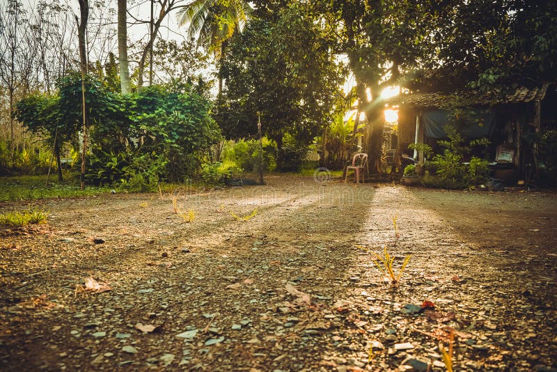 Sunset Light on the Ground Escape the Tree Stock Photo - Image of green ...