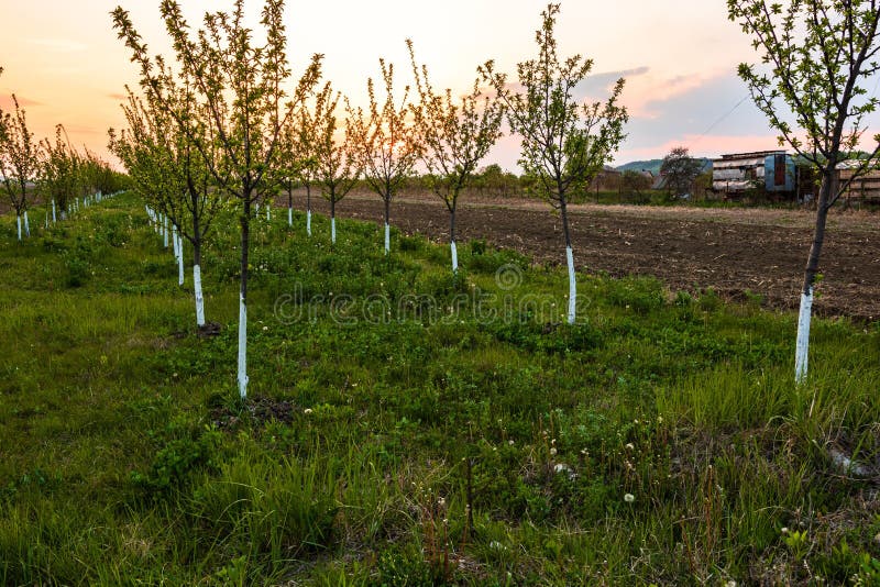 Sunset Lights Over the Orchard of Trees with Painted Trunks in White ...