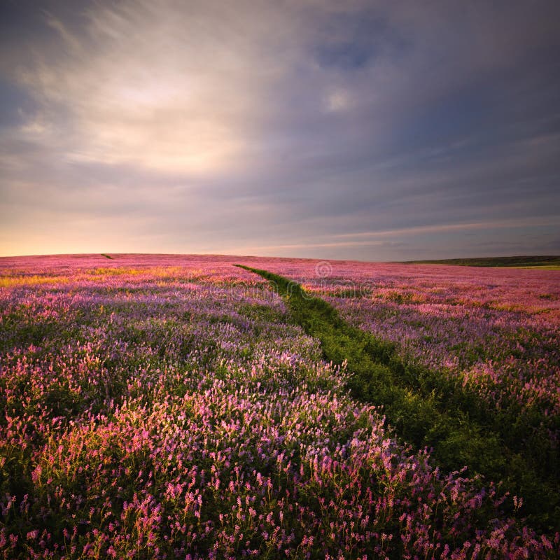 Sunset in lilac flowers stock photo. Image of rural, sunset - 37717024