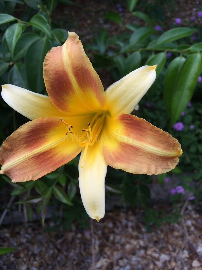 Sunset Lilly stock photo. Image of flowers, sunset, bunch - 77055658