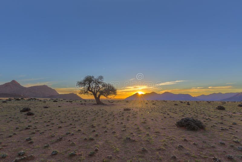 Sunset and a lone tree stock photo. Image of grass, color - 80829452