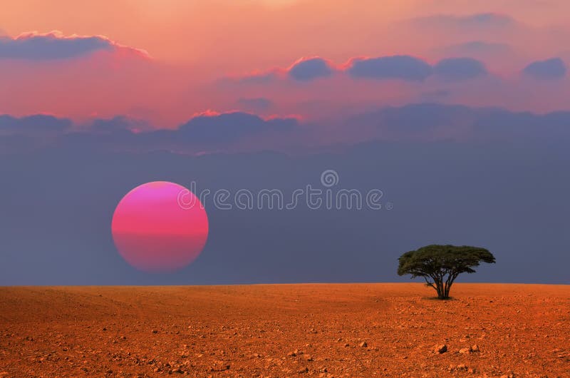 Sunset lonely tree stock photo. Image of landscape, alone - 30867422