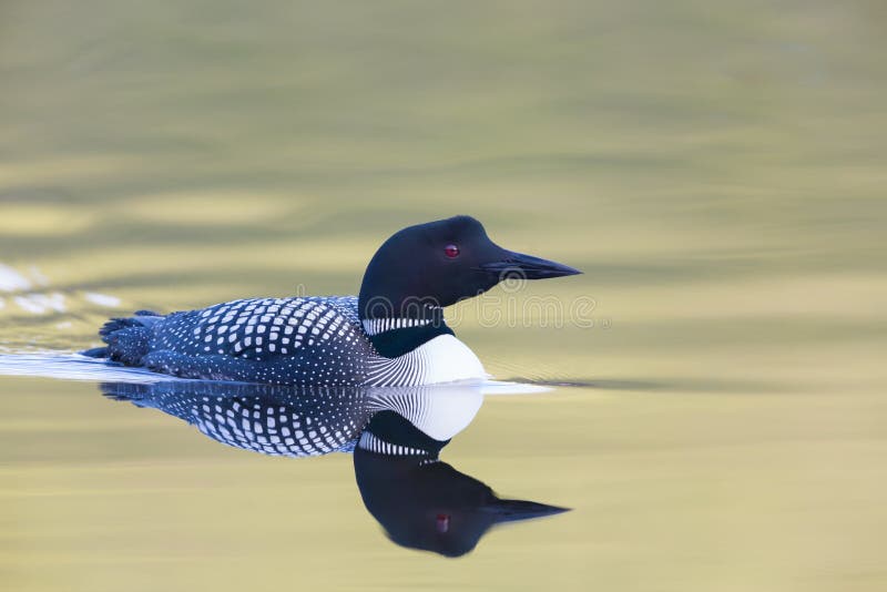 Loon at sunset. stock photo. Image of shots, black, canada - 39958238