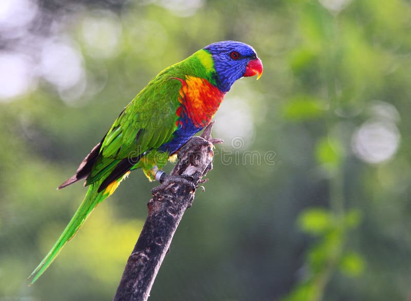 Rainbow lorikeet stock photo. Image of rainbow, australian - 7775766
