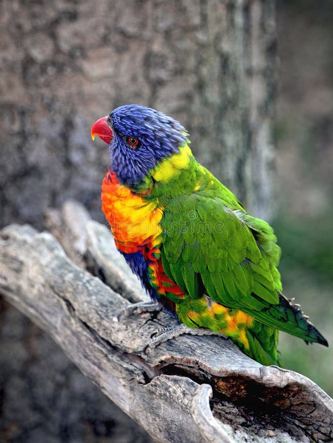 Sunset Lorikeet stock photo. Image of orange, animal - 23188034