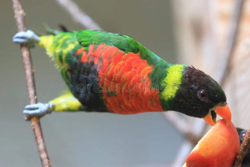 Sunset Lorikeet stock photo. Image of parrot, seed, beak - 20996642