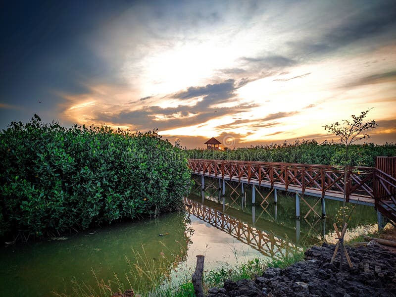 Sunset in the Mangrove Forest Stock Image - Image of mangrove, forest ...