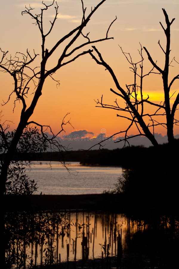 Sunset at Mangrove Preservation Area Stock Image - Image of sunset ...
