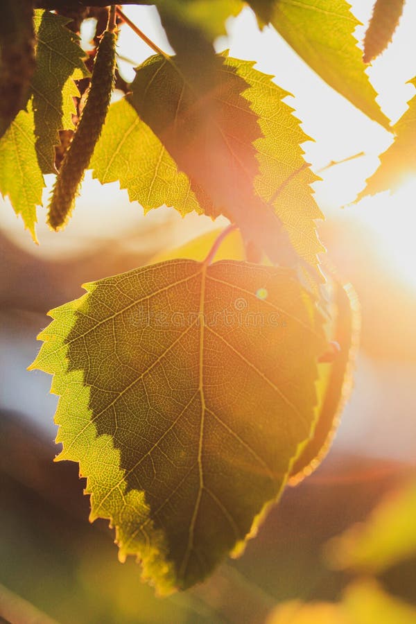 Sunset Maple Leaf in Australia Stock Photo - Image of bright, australia ...