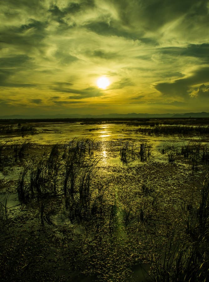 Sunset at the marsh stock photo. Image of grass, head - 40604556
