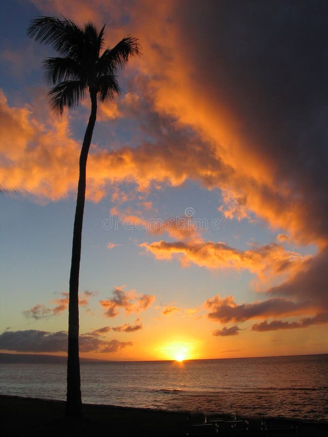 Sunset Maui Style stock image. Image of palm, seaside, flower - 135571