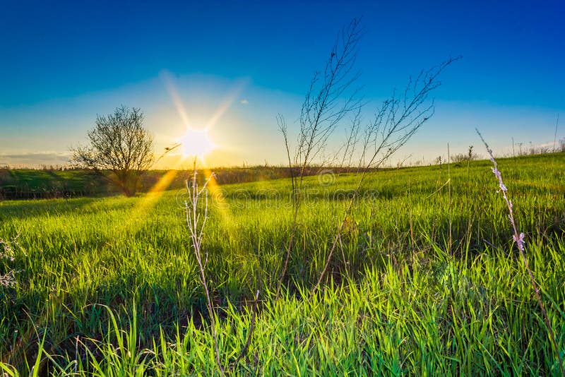 Sunset Meadow stock photo. Image of green, branch, rural - 75135552